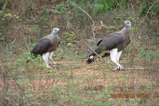 Situlpawwa Temple Visit with Yala National Park outside Safari - The Value of the Tour