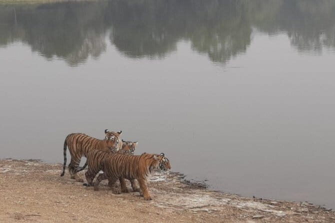 Skip-the-Line Entry for Ranthambore Gypsy Safari - Is This Safari Worth It?