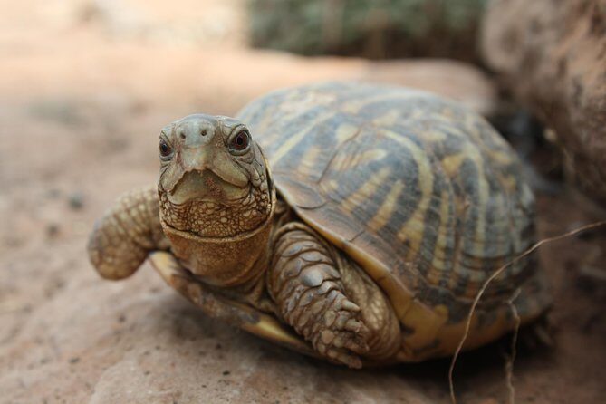 Skip the Line: General Admission to River Bend Nature Center Ticket - Exploring the River Bend Nature Center