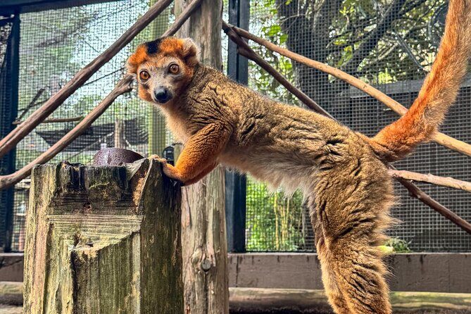 Skip The Line Houston Zoo Admission Ticket - Practical Tips for Your Visit