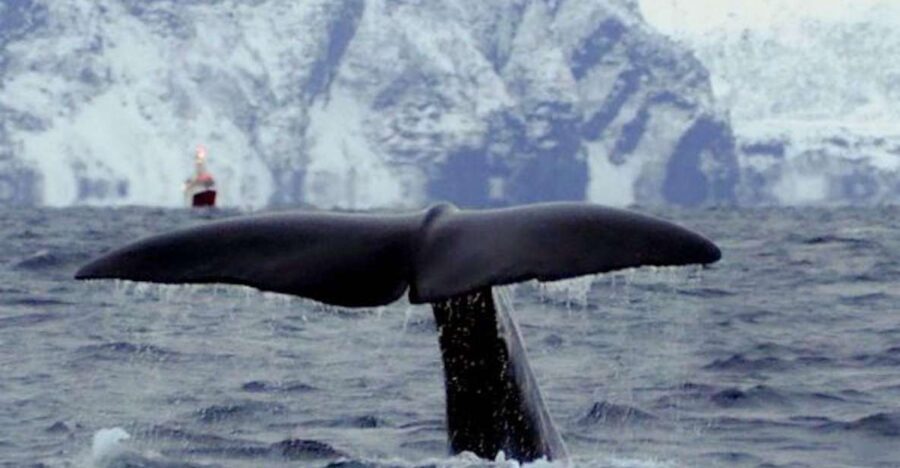 Skjervøy: Birds and Wildlife of Arctic Norway - Cultural Insights and Storytelling