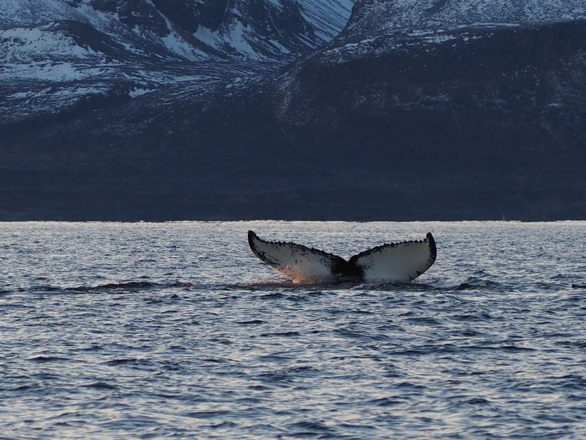 Skjervøy: Whale and Orca Watching Tour by RIB Boat - Who Will Love This Tour?