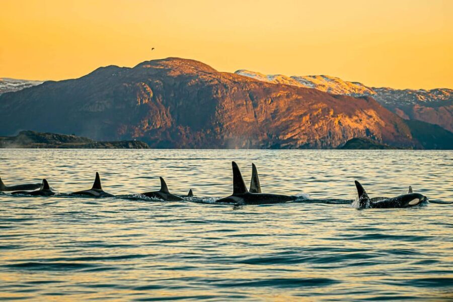 Skjervøy: Whale Watching with RIB Boat and Local Guide - Why This Tour Is a Great Value for Adventurers