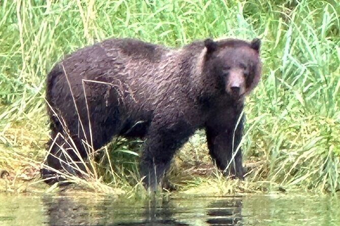 Small Group Boat Tour of Sitka - The Bottom Line: Who Is This Tour For?