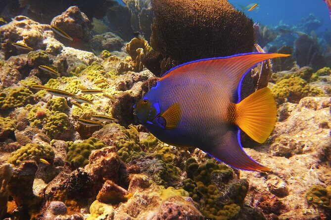 Small Group Key West Snorkel Adventure - What We Love and What to Consider