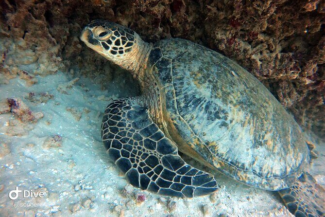 Small Group Shallow Reef Dive in Oahu - The Dive Experience and Its Unique Benefits