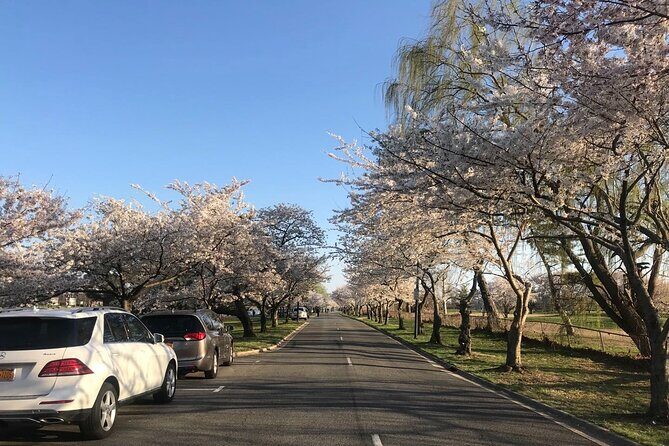 Small Group Washington D.C. Cherry Blossom 1-Day Experience Tour - Practical Considerations and What to Expect