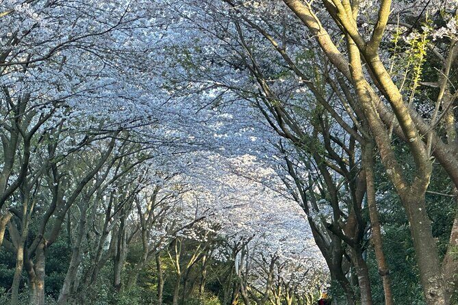 Small Group West Jeju Cherry Blossom and Strawberry Picking Tour - Authenticity and Local Flavor