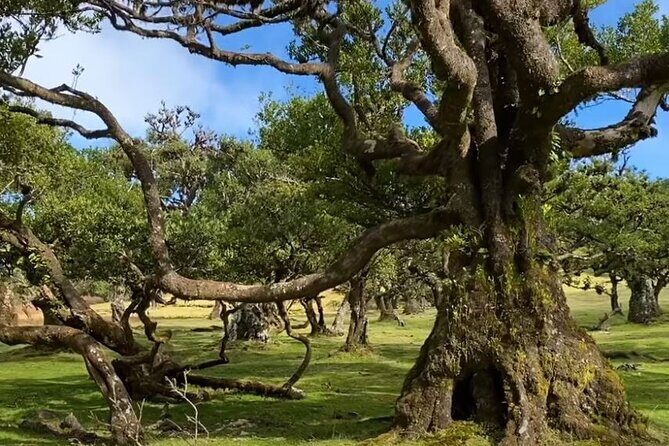 Small Group West Tour Waterfalls & Fanal Forest Tour - Who Would Love This Tour?