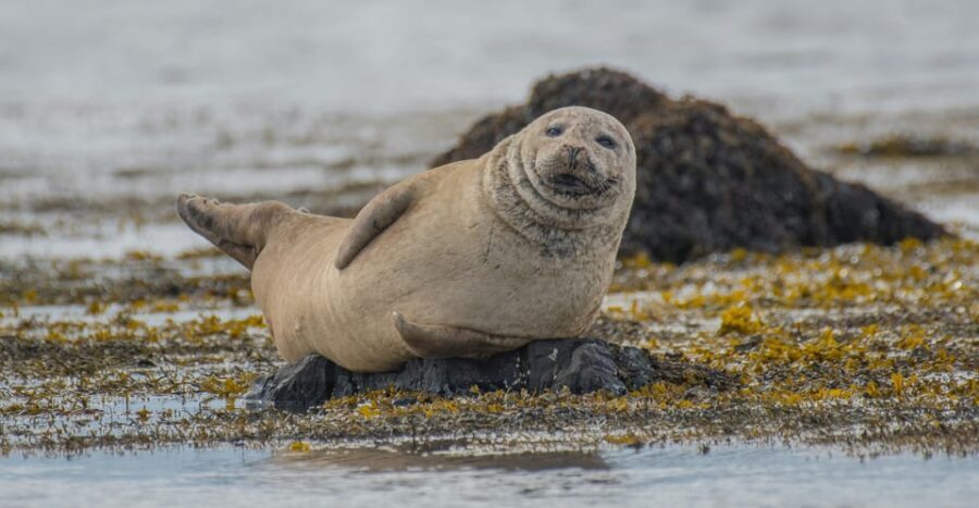 Snæfellsnes peninsula: Small Group tour by van - Who This Tour Is Best For