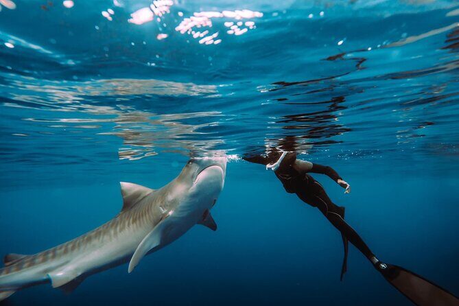 Snorkel with sharks on the North Shore of Oahu - What Do Travelers Say?