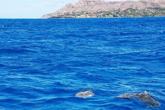 Snorkel with Turtles - What Sets This Tour Apart