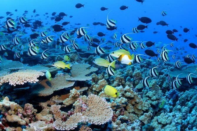 Snorkeling at Hikkaduwa - Why This Tour Stands Out