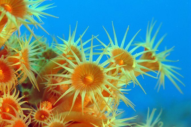 Snorkeling - By boat on site in the Bay of Cannes or Estérel - Itinerary Breakdown