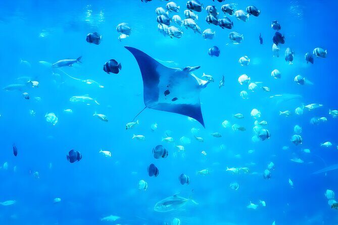 Snorkeling in Nusa Penida - Manta Bay, Wall Point and Gamat Bay - Who Will Love This Tour?