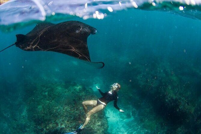 Snorkeling Manta Ray in Nusa Lembongan - The Authentic Marine Encounters