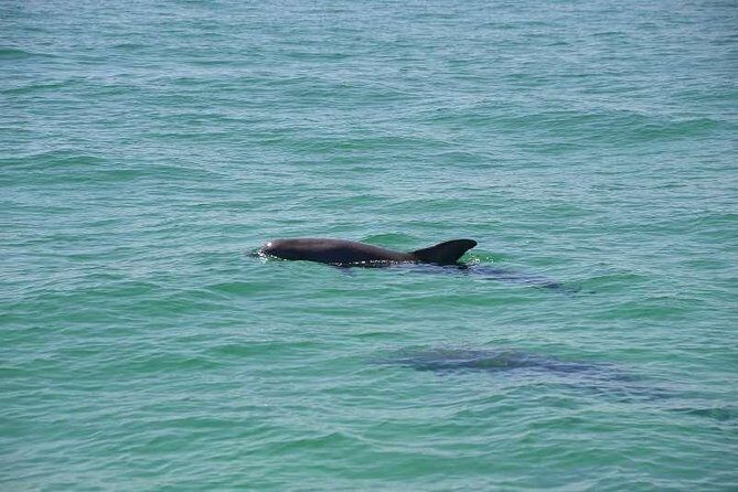 Snorkeling, Shelling & Eco Excursion - The Booking Experience and Price