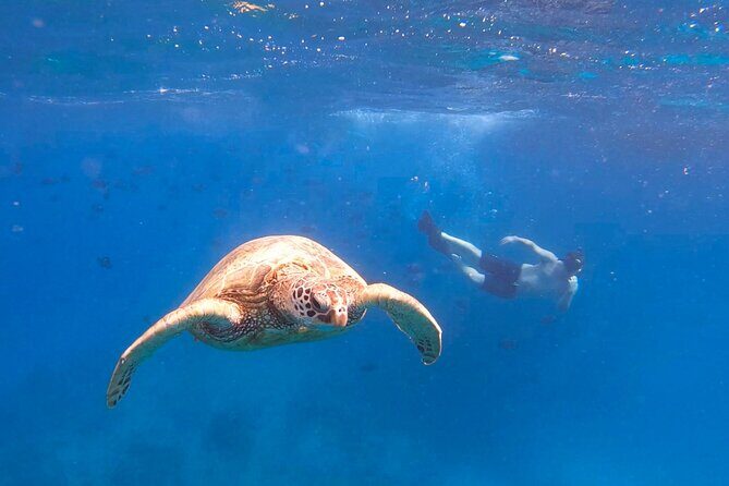 Snorkeling with Turtle/Water Scooter/Paddleboard Adventures Oahu - What You Can Expect from the Itinerary
