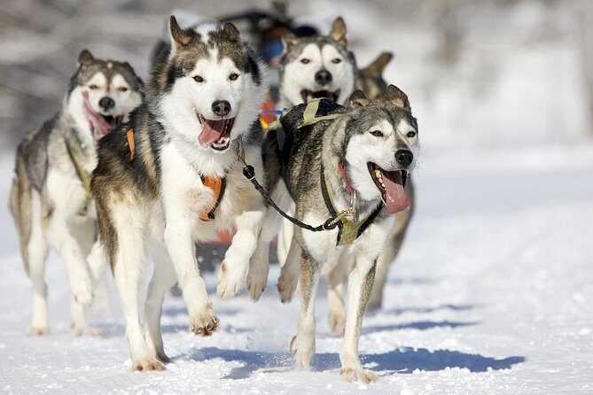 Snowy Trails 10km Husky Safari from Rovaniemi - The Experience in Detail