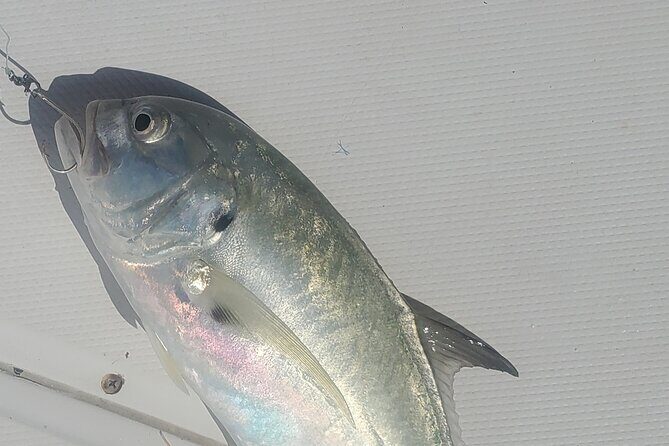 Sonnys Boat Tours Half Day Off Shore Fishing Charter Englewood Fl - Fishing Experience and Species