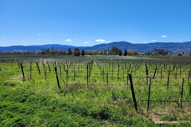 Sonoma and Napa Champagne Wine Private Tour Half Day - What the Reviews Say