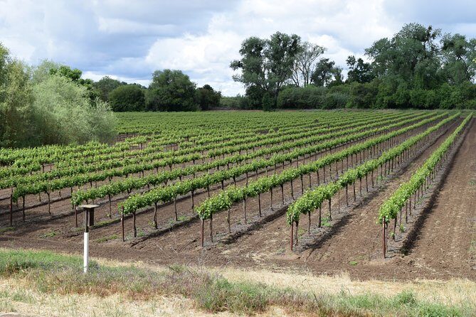 Sonoma And Napa Wine Tour Private Tours 8 to 10 Hours max 14 pax - Wine Tasting Experience: The Good, the Bad, and the Expectation