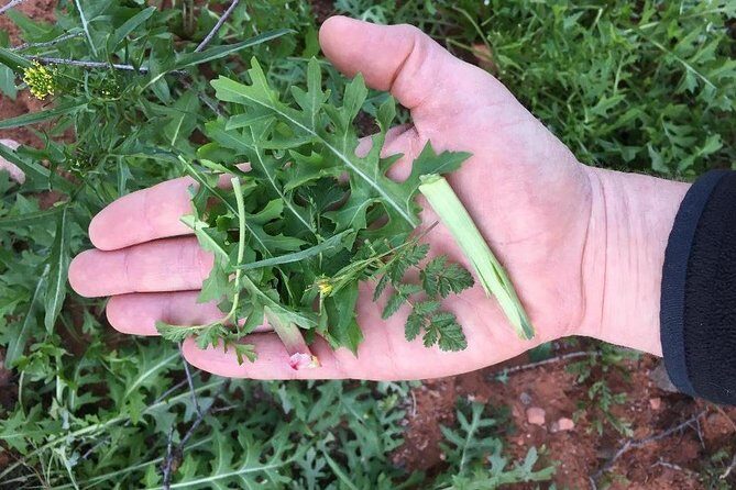 Sonoran Desert- Wild Foods and Traditional Skills - What the Reviews Say
