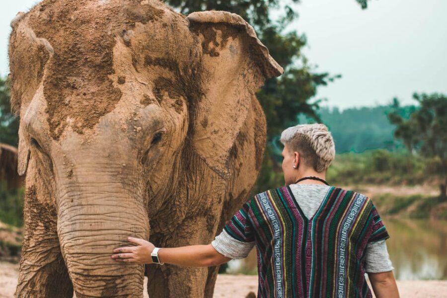 South Africa from Joburg: Elephant Sanctuary Half Day Tour - Is This Tour Worth It? Analyzing the Value
