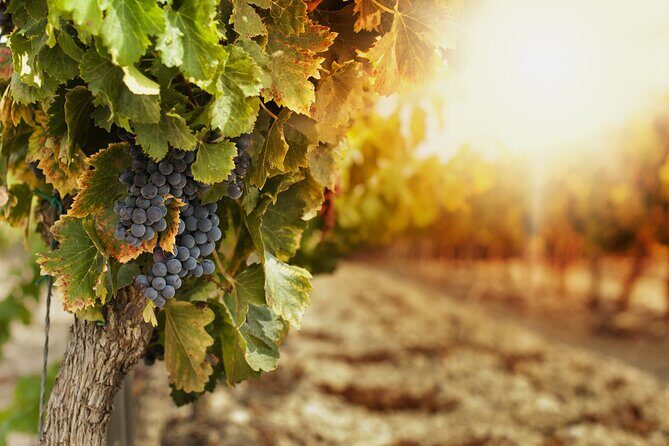 Southern Arizona Private Wine Tour South of Tucson - Sonoita-Elgin Vineyards - Who Should Consider This Tour?