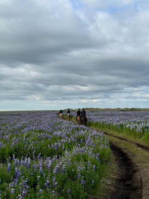 southern Iceland: Black beach riding tour - Authentic Reviews and Their Insights