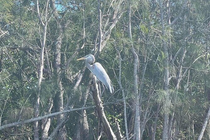 Space Coast Manatee & Coastal Wildlife Kayak Tour - What to Expect at the Meeting Point and During the Tour