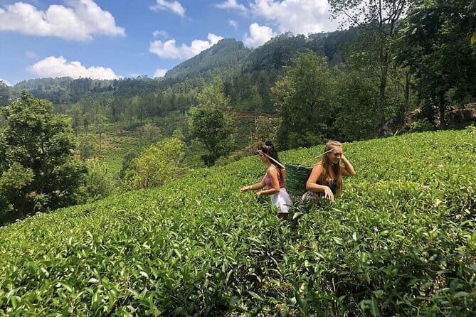 Spice Garden & Tea Factory Group Shore Excursion - Who Will Love This Tour?