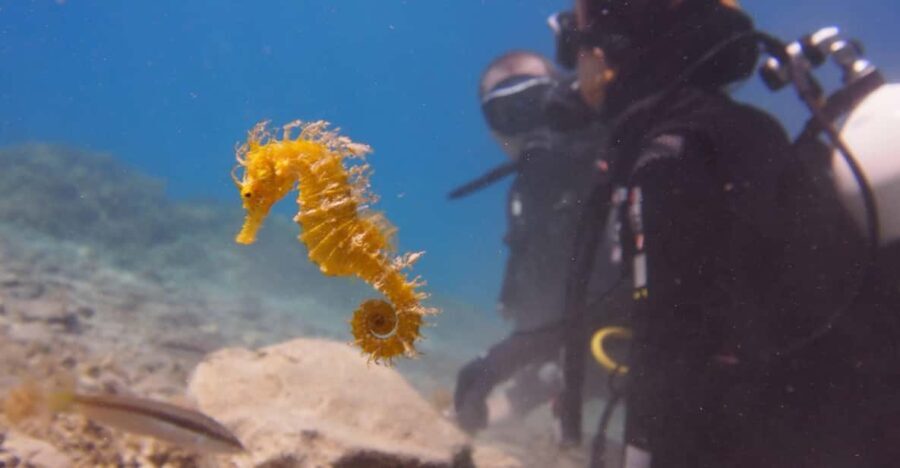 Split-Makarska-Brela Try SCUBA Dive - Why This Tour Offers Great Value
