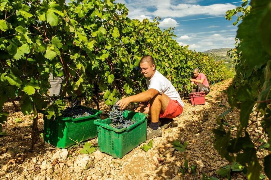 Split or Trogir: Krka Waterfalls & Wine and Food tasting - Visiting Ibenik and the Wine Tasting Experience