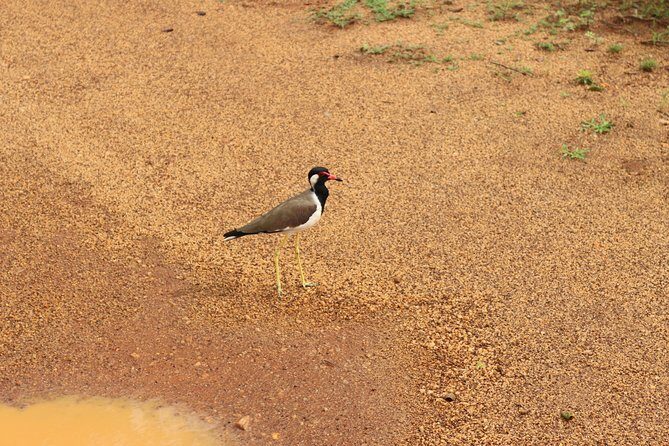 Sri lanka Wildlife Tour - Exploring the Itinerary: Step-by-Step