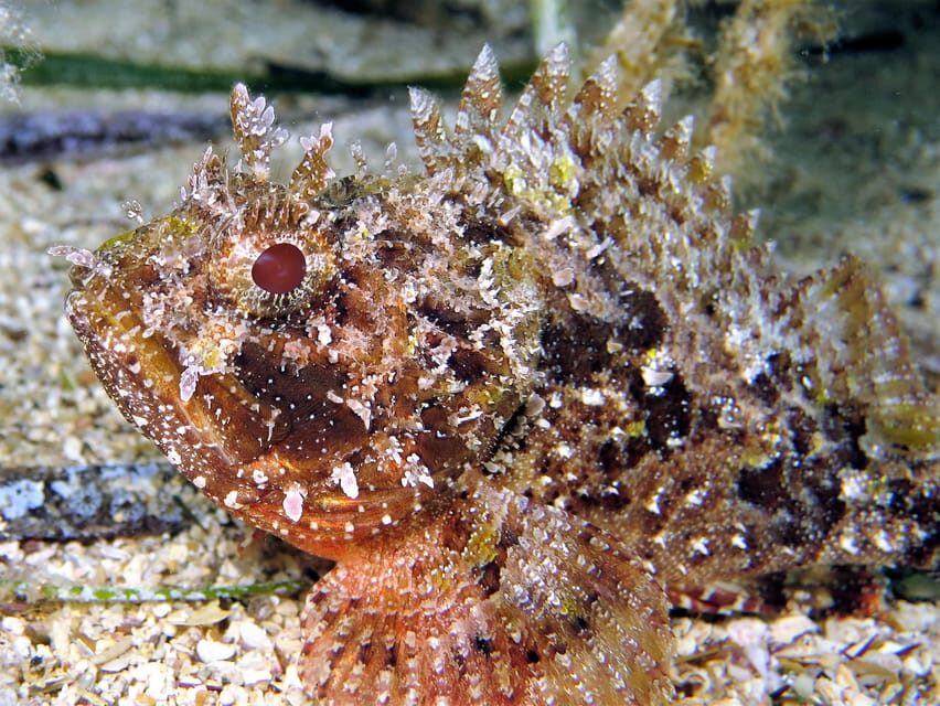 SSI Try Scuba Diving in the sea - What People Say: Authentic Feedback