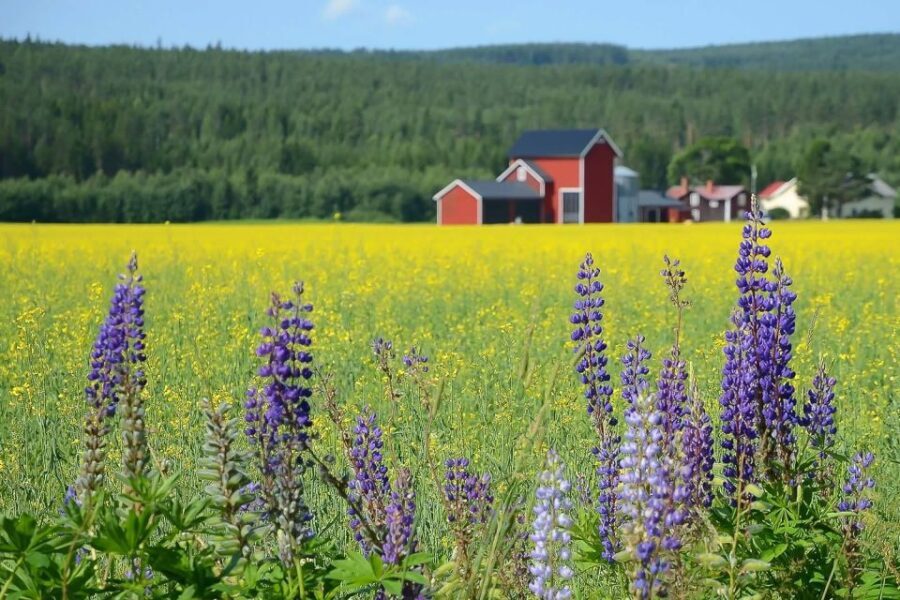 Stockholm: Evening Wildlife Safari with Midsummer Meal - What’s Included and What to Expect