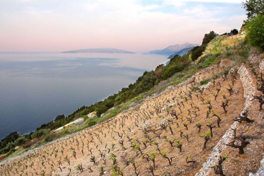 Ston oysters and wine tasting tour from Dubrovnik - The Experience: What Travelers Love—and What to Watch For