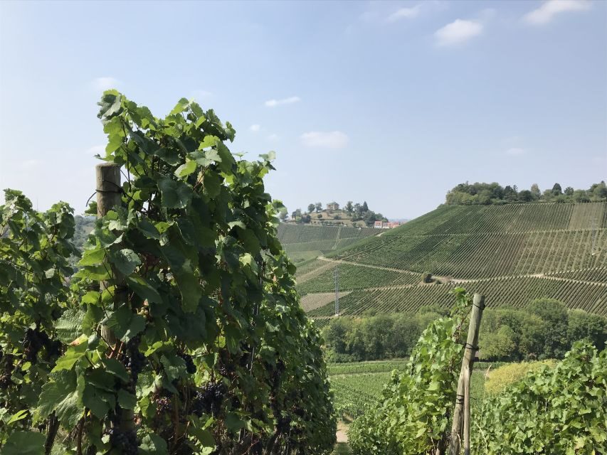 Stuttgart: 2-Hour Vineyard Hike with Tastings - What Travelers Say
