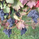 Stuttgart: Guided Wine Walk & Wine Tasting - FAQs about the Stuttgart Guided Wine Walk & Tasting