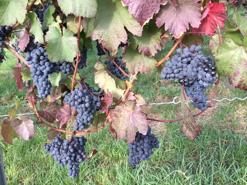 Stuttgart: Guided Wine Walk & Wine Tasting - FAQs about the Stuttgart Guided Wine Walk & Tasting
