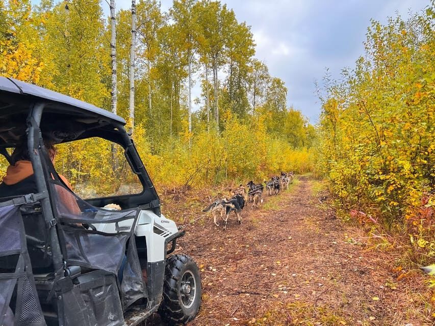 Summer Dog Sled Ride and Kennel Tour - What to Expect During the Activity