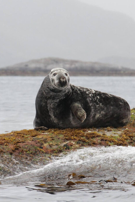 Summer Snorkeling with Grey Seals - Reviews and Real Travelers’ Perspectives