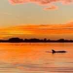 Sunset Kayaking with Dolphins - The Experience and Its Value