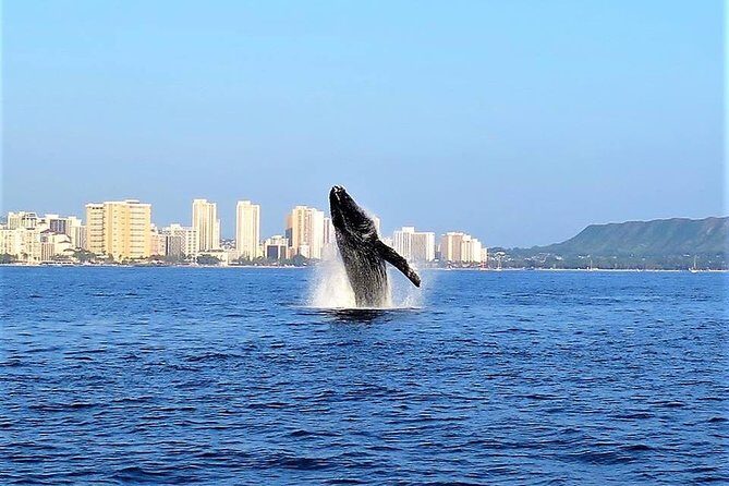 Sunset Whale Watch in Waikiki, Whales Guaranteed or Free Return - How the Tour Delivers Value