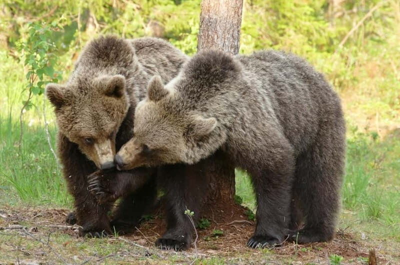 Suomussalmi, Finland: Bear Watching and photography night - A Deep Dive into the Experience