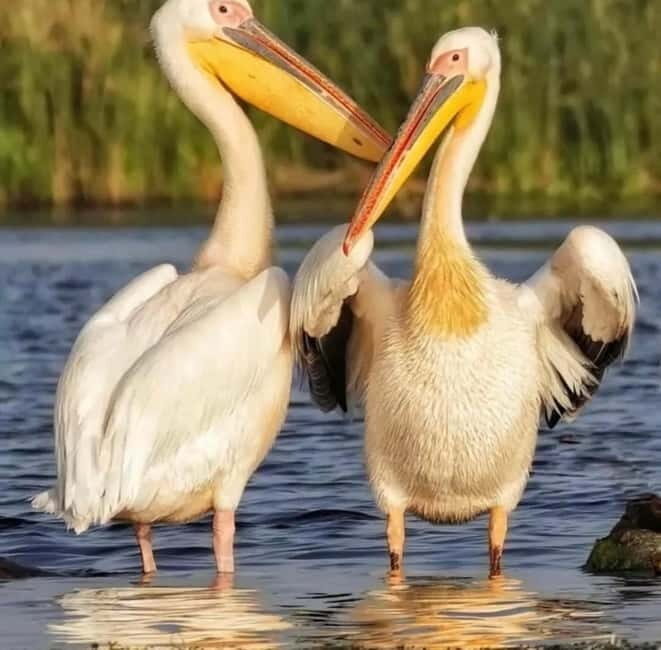 SUPER TOUR: Day Trip to Danube Delta - The Itinerary in Detail