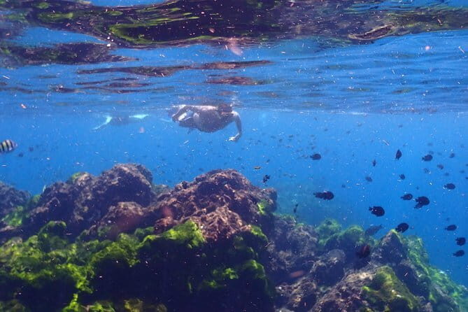 Surin Island Snorkeling by Speedboat from Khao Lak - Exploring the Itinerary in Detail