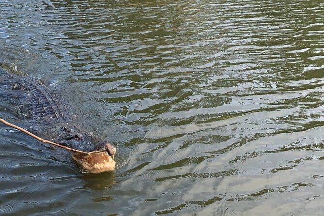 Swamp - Eco - Cruise and Walking Tour - Practical Details and Value