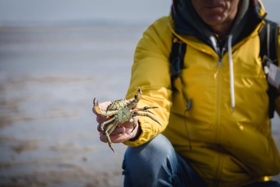 Sylt: Guided Mudflat Hike on the Island - Who Will Love This Tour?